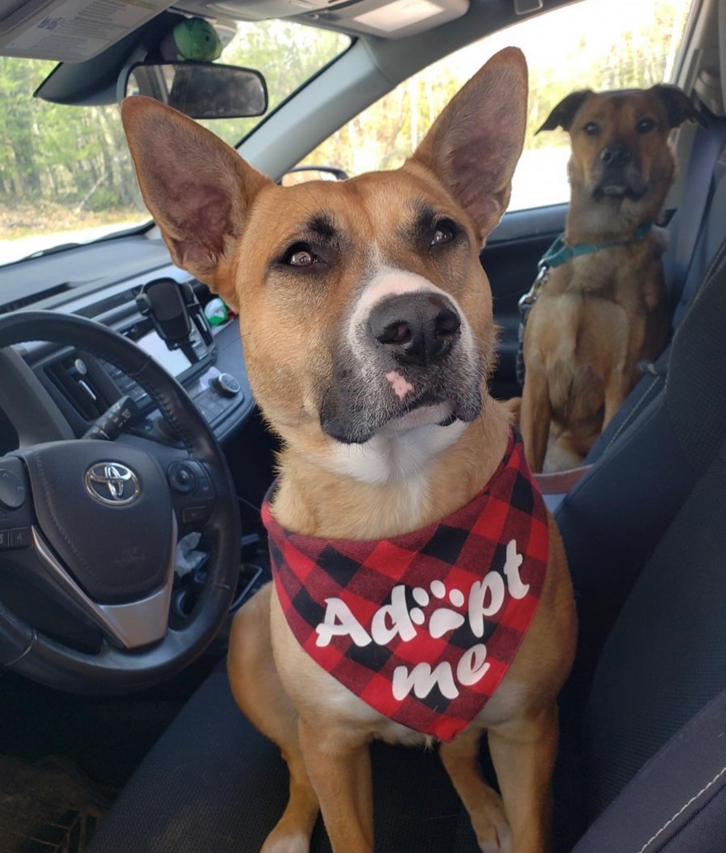 Available Dogs