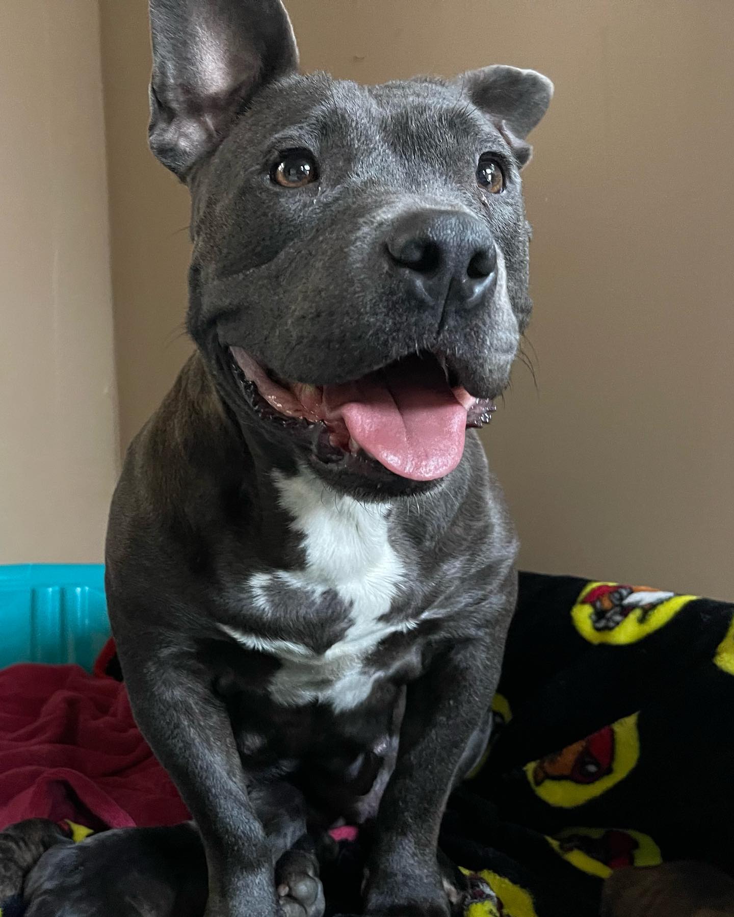 Available Dogs